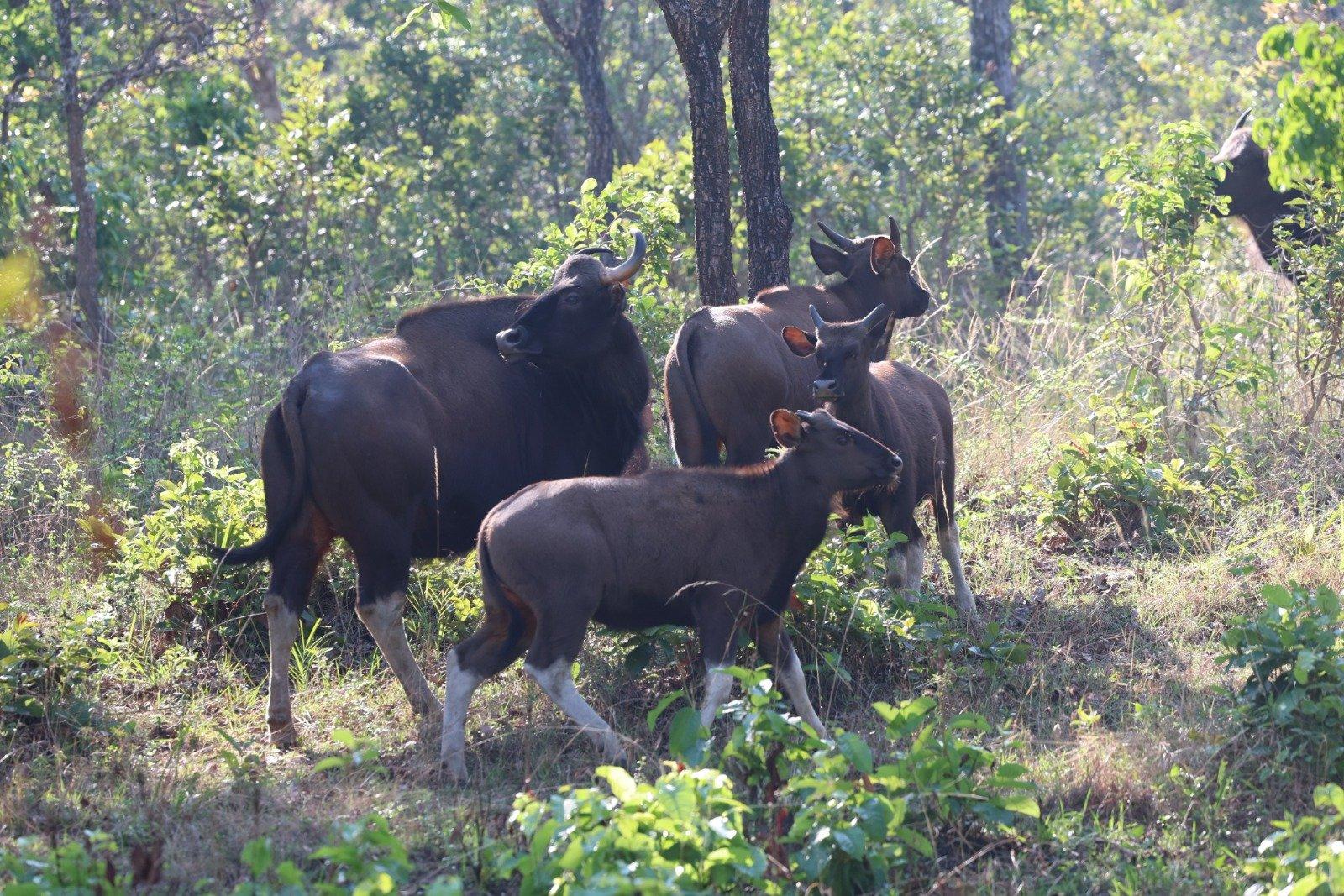 Discover the Untamed Beauty of Bandipur National Park - Planet Yatra