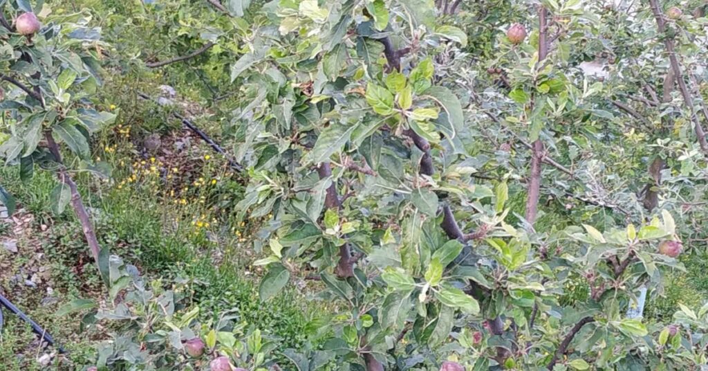 Kamru Fort: Exploring the Majestic Heritage of Himachal Pradesh ...